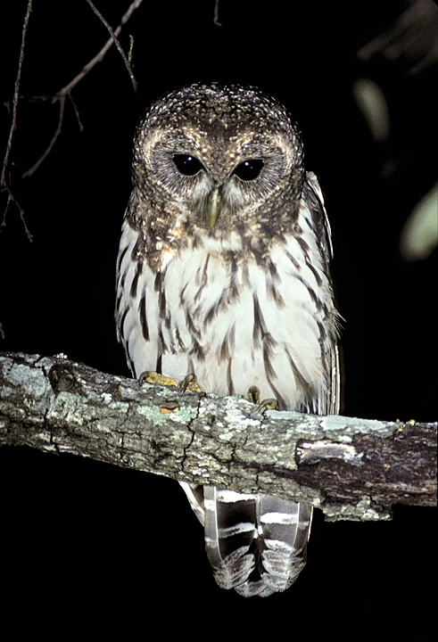 Mottled Owl | Animal Database | Fandom
