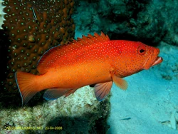 Coney | Animal Database | Fandom