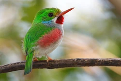 Cuban Tody | Animal Database | Fandom
