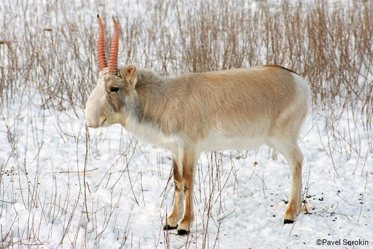 Mongolian Saiga | Animal Database | Fandom