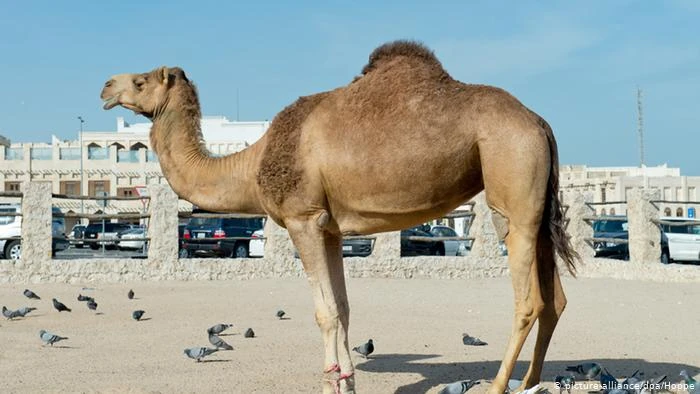 Dromedary Camel | Animal Database | Fandom