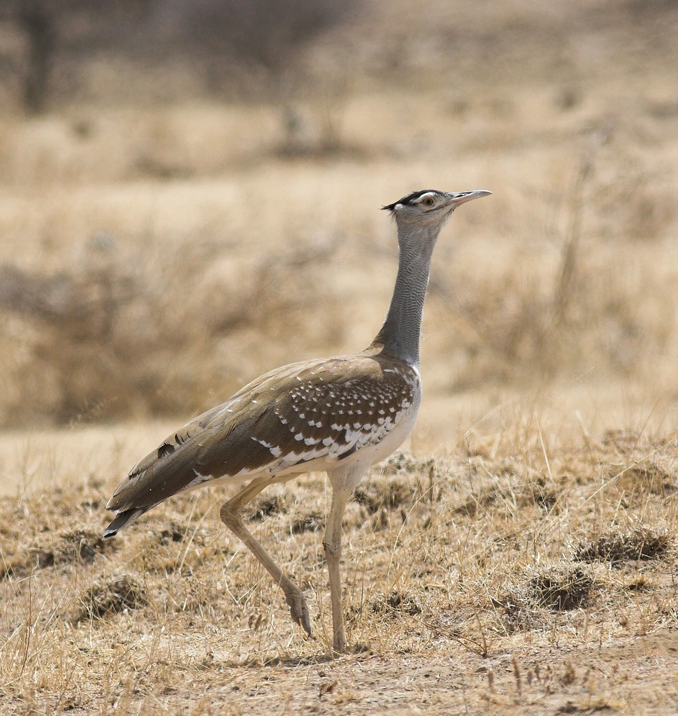 Arabian Bustard | Animal Database | Fandom
