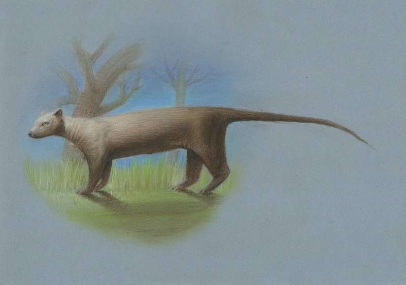 Giant Fossa | Animal Database | Fandom