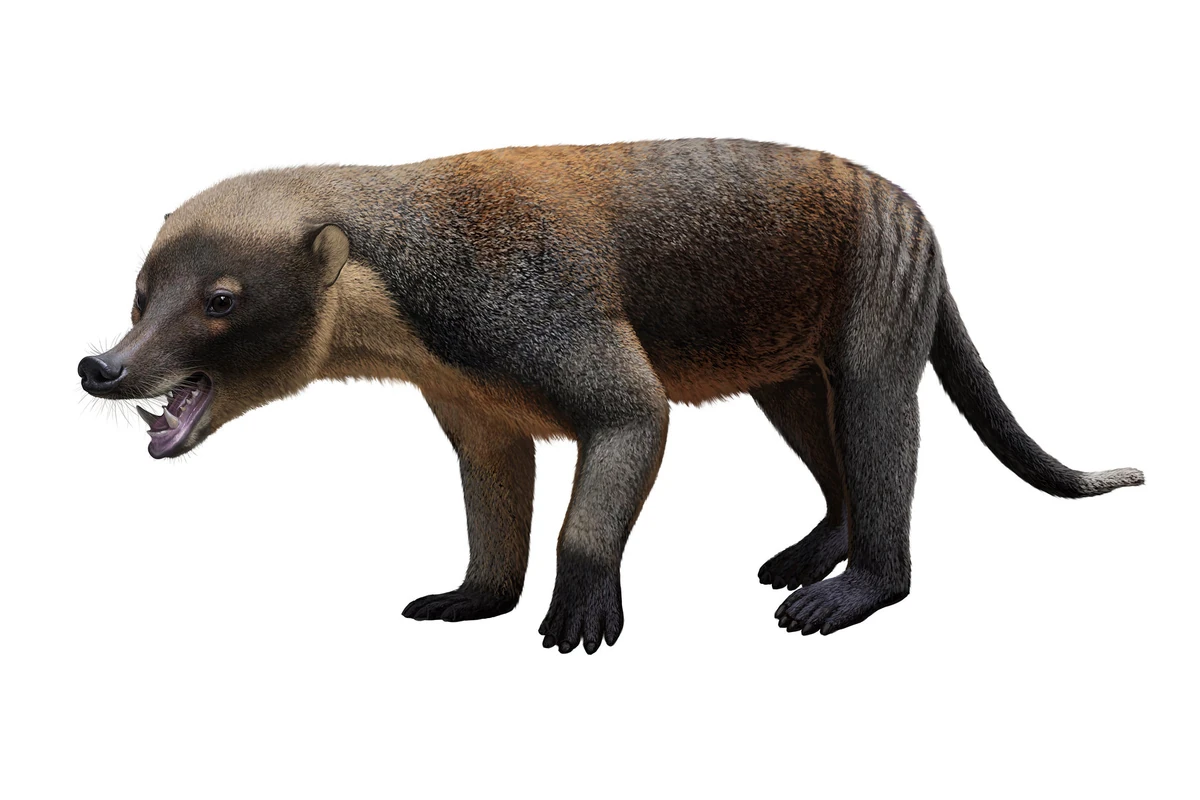 Eoconodon | Animal Database | Fandom