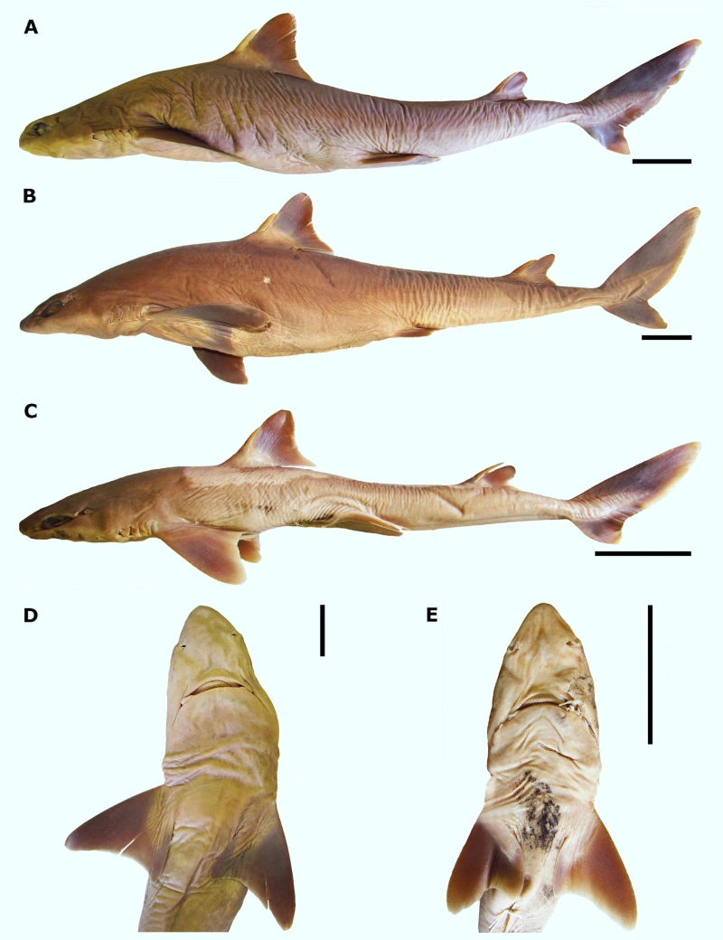 Shirai's Spurdog | Animal Database | Fandom