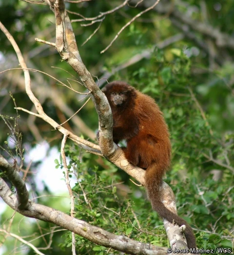 Ollala Brothers's Titi | Animal Database | Fandom