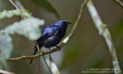 Melanocharis | Animal Database | Fandom