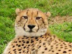 William | Animal Database | Fandom