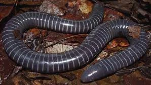 Ringed Caecilian | Animal Database | Fandom