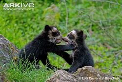 Spectacled Bear | Animal Database | Fandom