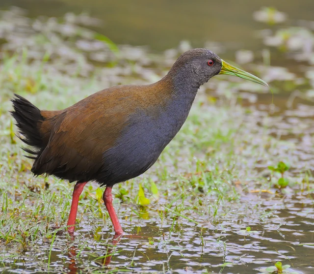 Blackish Rail | Animal Database | Fandom