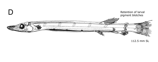 Javelin Spookfish | Animal Database | Fandom