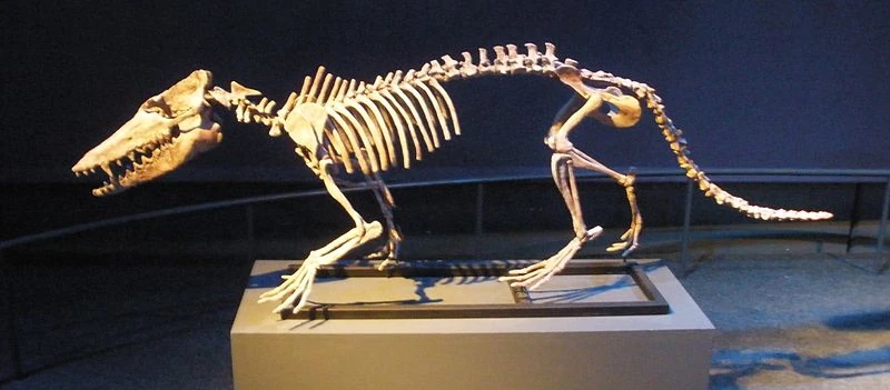 Pakicetus Inachus