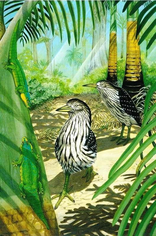 Rodrigues Night Heron | Animal Database | Fandom