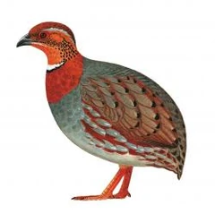 Chestnut-breasted Partridge | Animal Database | Fandom