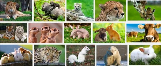 Discuss Everything About Animal Database | Fandom