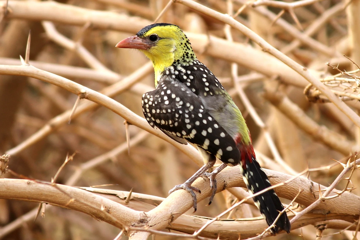 Yellow-breasted Barbet | Animal Database | Fandom