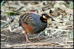 Chestnut-bellied Partridge | Animal Database | Fandom