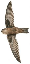 Palau Swiftlet | Animal Database | Fandom