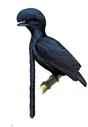 Long-wattled Umbrellabird | Animal Database | Fandom