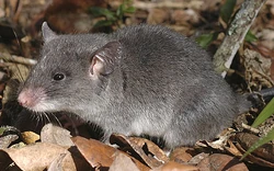 Lesser Hamster-rat | Animal Database | Fandom