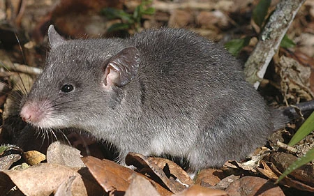 Lesser Hamster-rat | Animal Database | Fandom