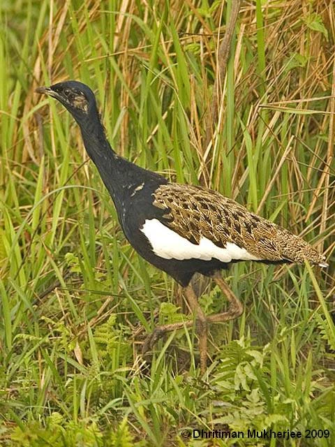 Lesser Florican