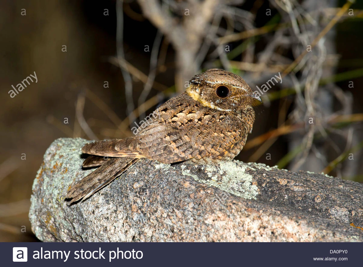 Buff-collared Nightjar | Animal Database | Fandom