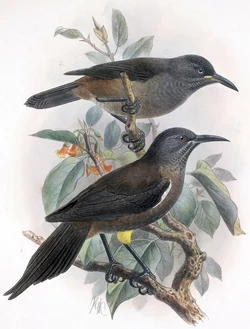 Kauaʻi ʻōʻō | Animal Database | Fandom