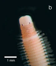 Lysidice oculata | Animal Database | Fandom