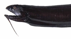 Threelight Dragonfish | Animal Database | Fandom