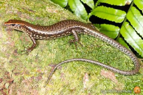 Bartle Frere Skink | Animal Database | Fandom