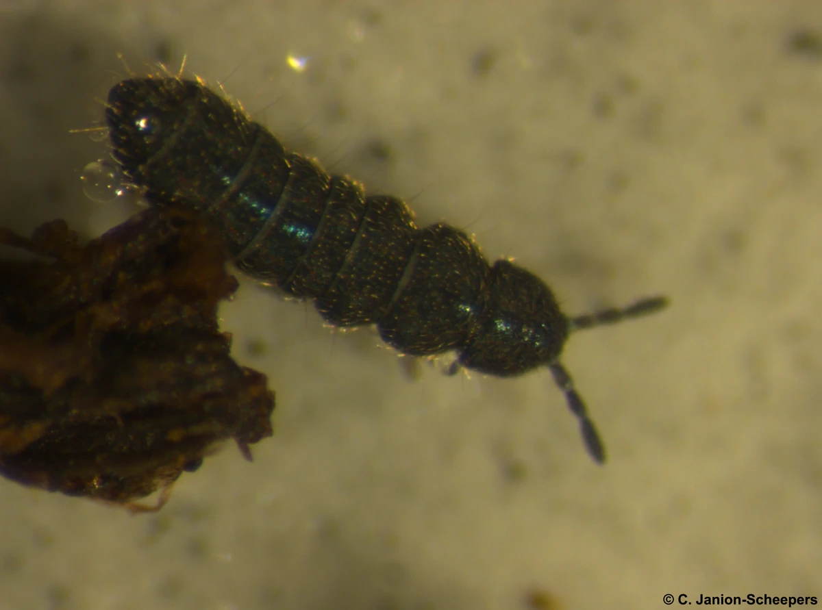 Cryptopygus antarcticus | Animal Database | Fandom