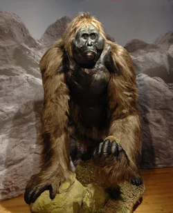 Gigantopithecus-blacki | Animal Database | Fandom
