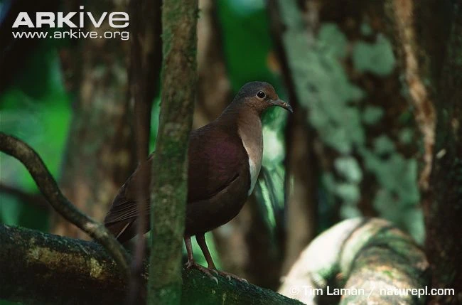 Tongan Ground Dove | Animal Database | Fandom