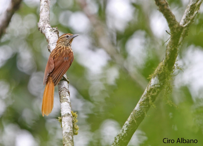 Striated Softtail | Animal Database | Fandom