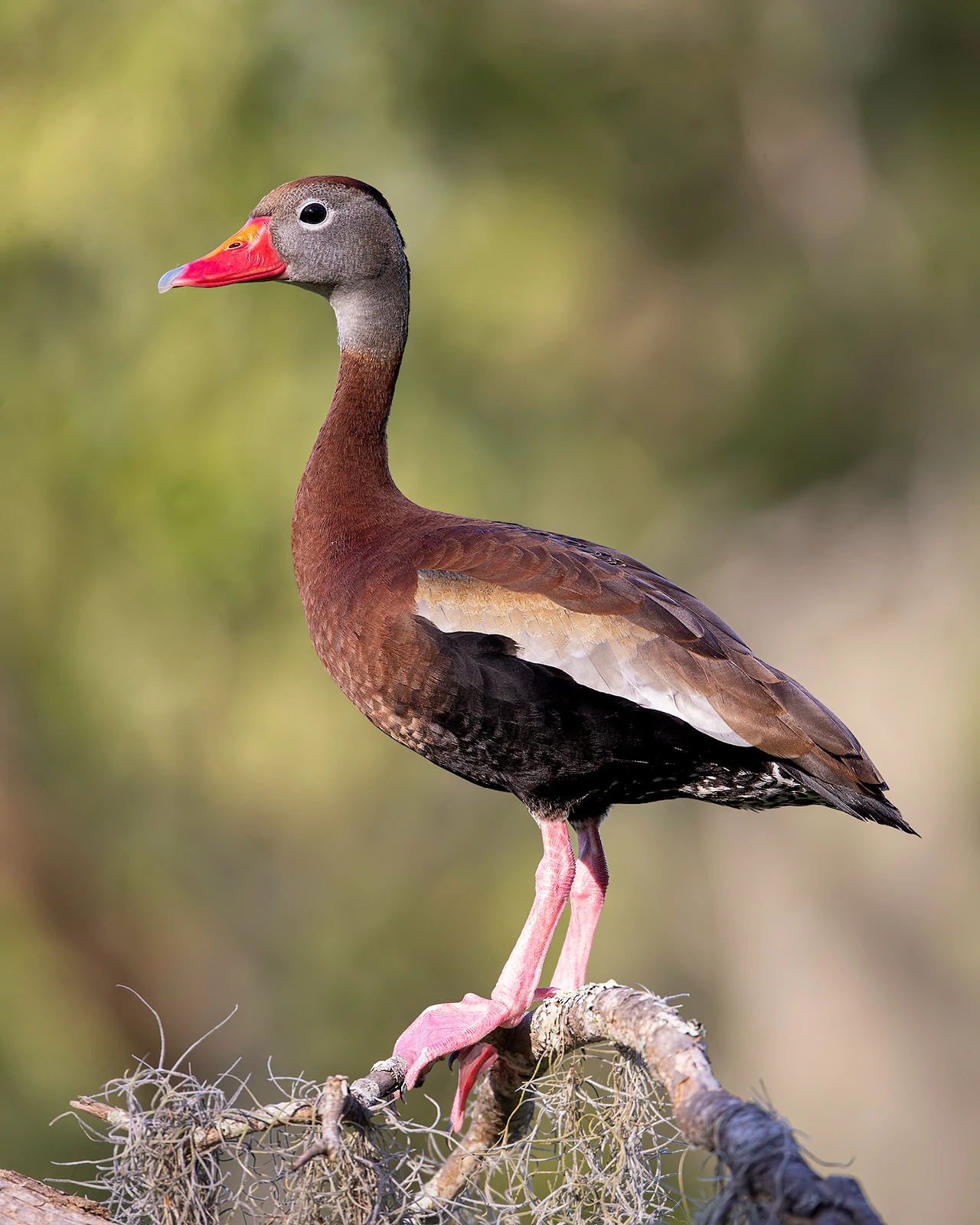 Fulvous Whistling Duck Range