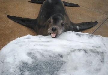 Diego | Animal Database | Fandom