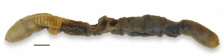 Howick Stumpy Earthworm (Tritogenia howickiana) | Animal Database | Fandom