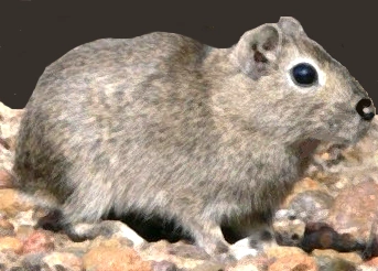 Microcavia | Animal Database | Fandom
