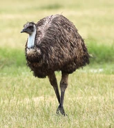 Emu | Animal Database | Fandom