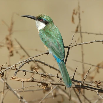 Somali Bee-eater | Animal Database | Fandom