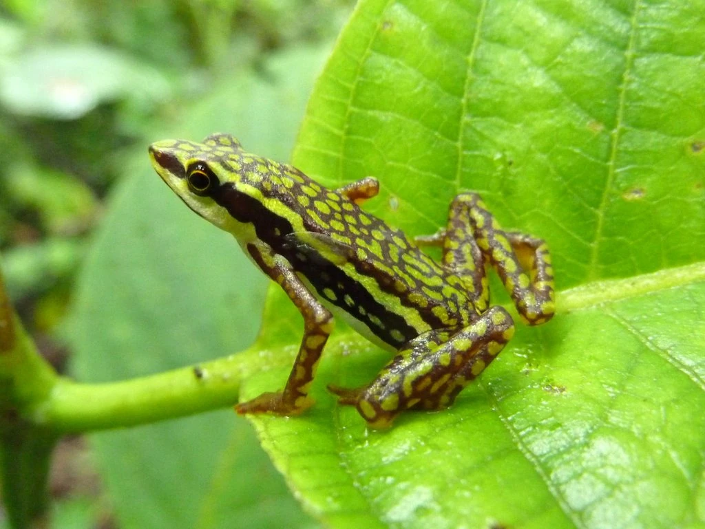 Rio Faisanes Stubfoot Toad | Animal Database | Fandom