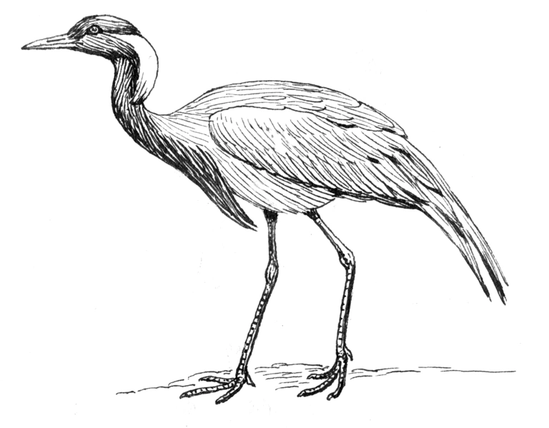 Saint Helena swamphen | Animal Database | Fandom