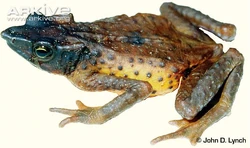 Chocó Stubfoot Toad | Animal Database | Fandom