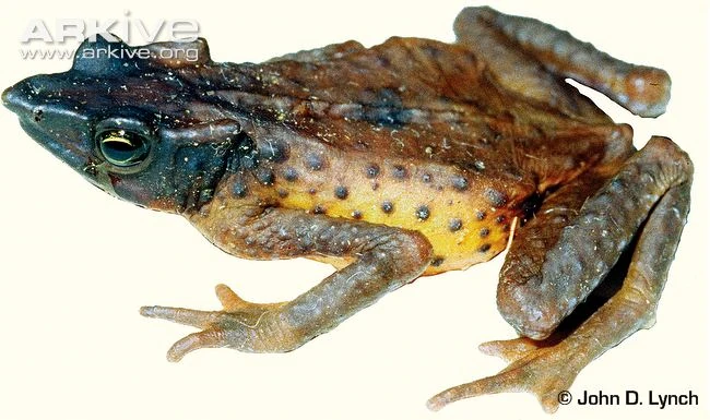 Chocó Stubfoot Toad | Animal Database | Fandom