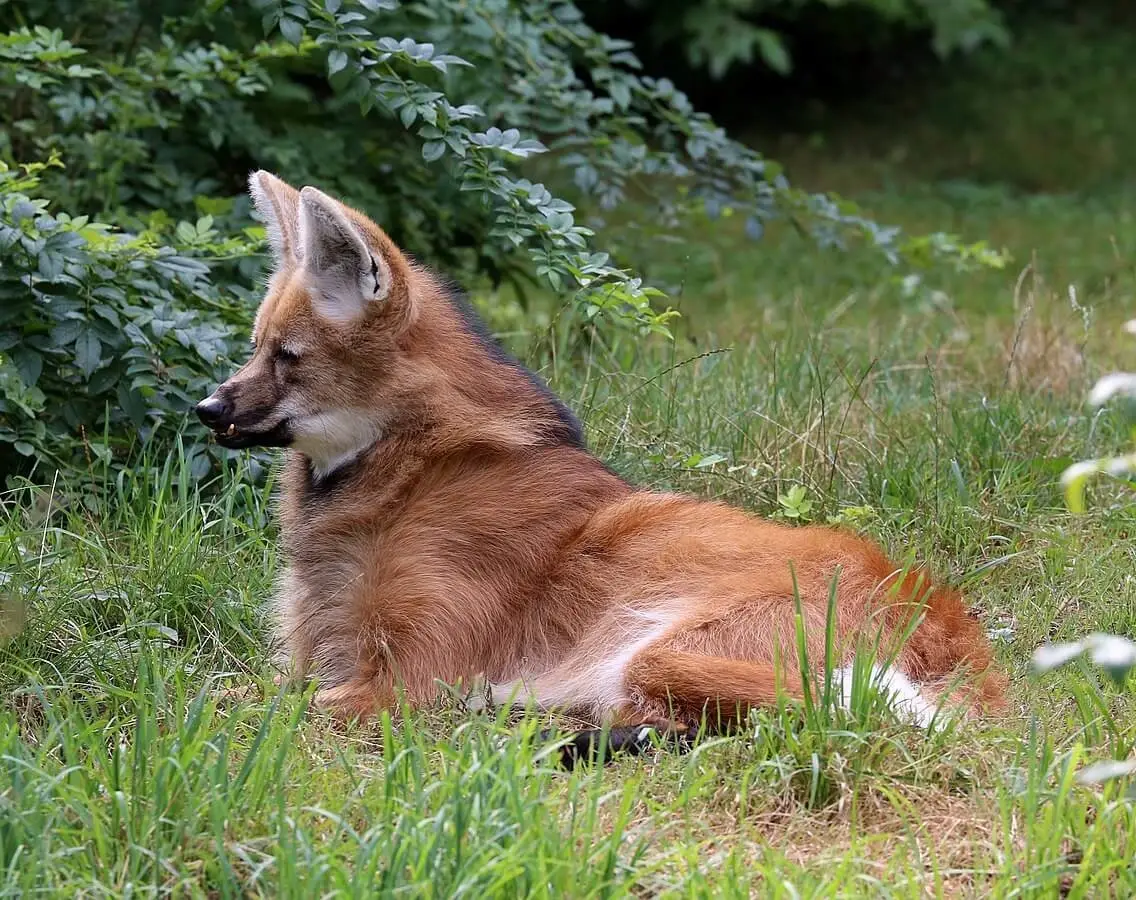 Maned Wolf | Animal Database | Fandom