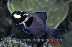 Eyelight Fish | Animal Database | Fandom