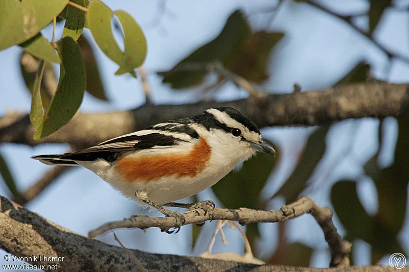 Brubru | Animal Database | Fandom