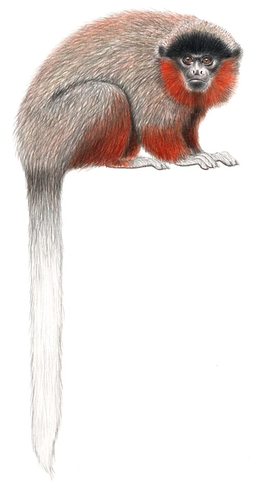Stephen Nash's Titi | Animal Database | Fandom
